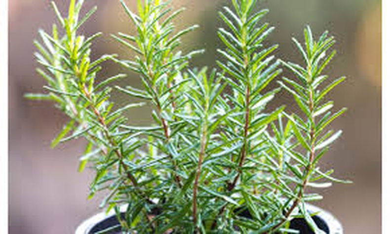 La hierba con superpoderes para mejorar la digestión, eliminar los dolores musculares y combate ...