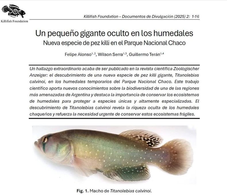 Investigadores argentinos descubrieron una nueva especie de pez en Chaco: cómo es el killi gigante