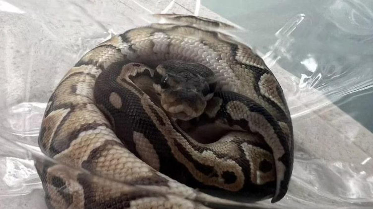 Impresionante: una serpiente pitón apareció en un departamento en Palermo