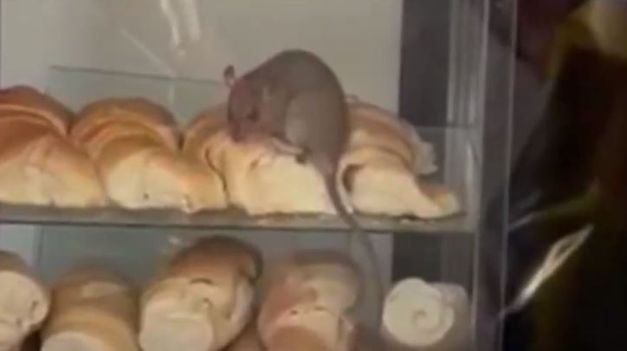 Video: filmaron a ratas comiendo medialunas en una panadería de Congreso