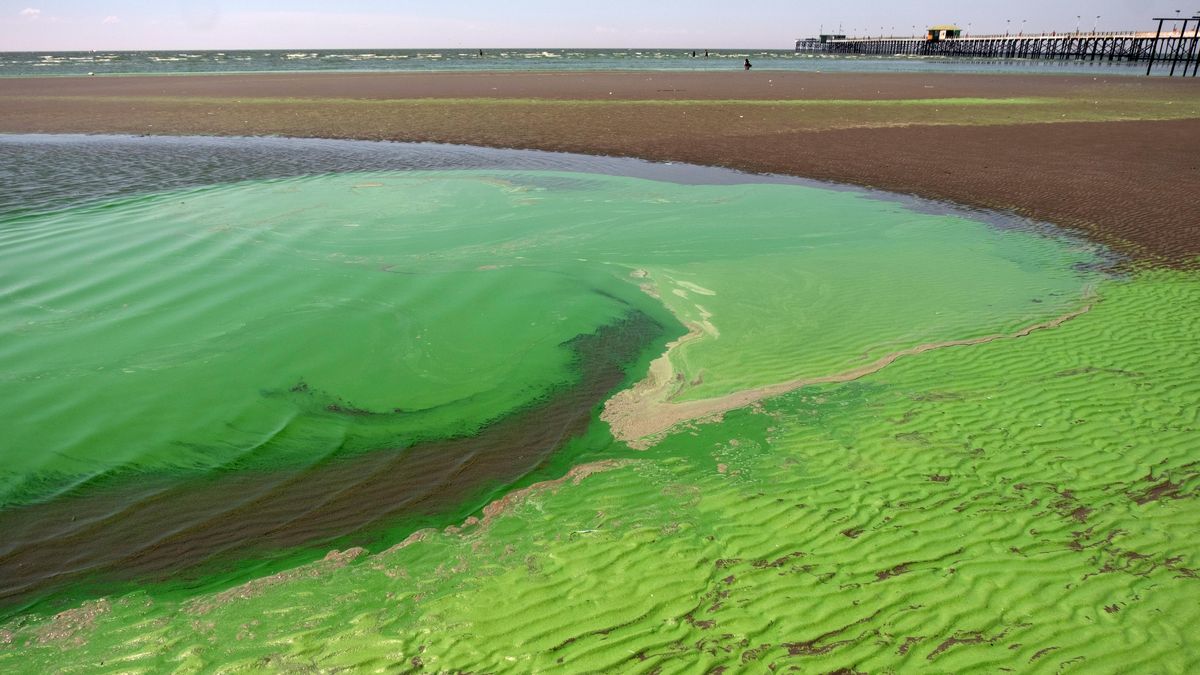 Alerta roja en cuatro municipios de Buenos Aires por la presencia de ...