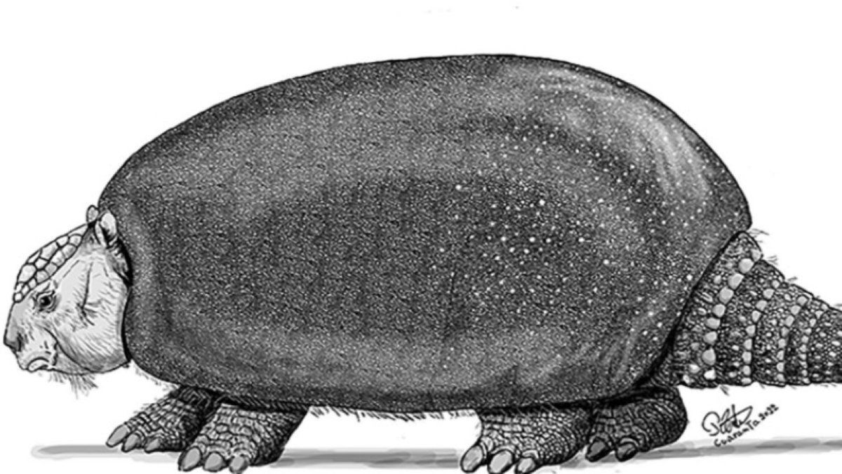 Científicos del Conicet descubrieron un gliptodonte que vivió hace dos ...