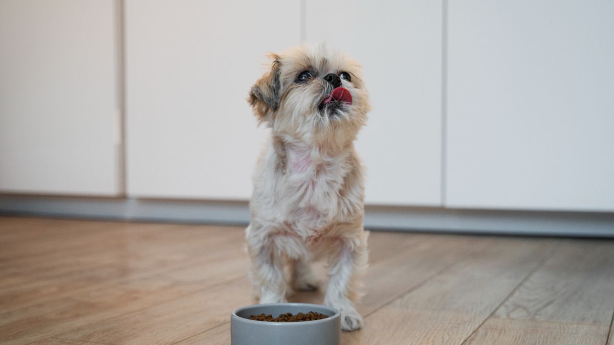 Esta es la mejor hora para darle de comer a tu perro, según especialistas