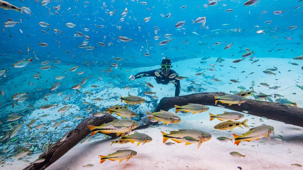 Vacaciones en Brasil 2025: la excursión para bucear entre los peces en ...