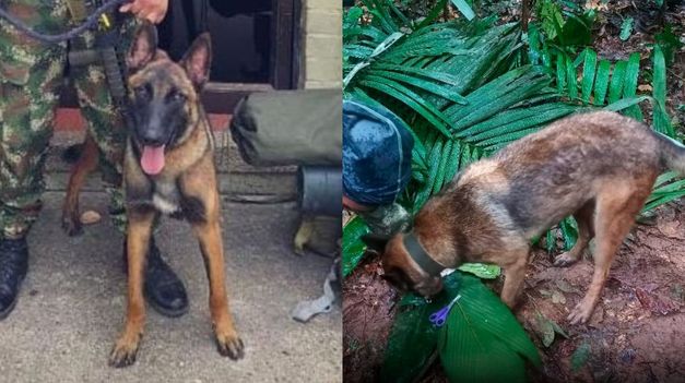Wilson, el perro rescatista de Colombia, sigue desaparecido en la selva ...