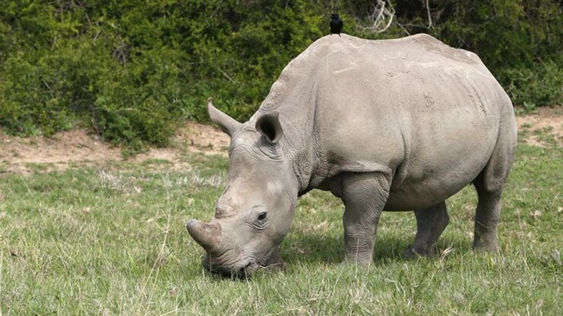 Video: escalofriante persecución de rinoceronte a un grupo de turistas