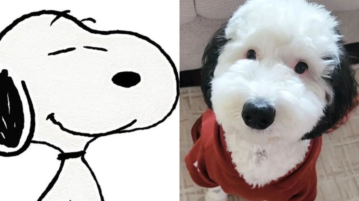 Viral: furor en las redes sociales por la perrita que se parece a Snoopy