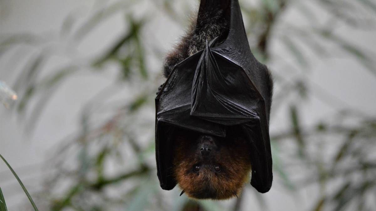 Qué quiere decir que aparezcan murciélagos en tu casa