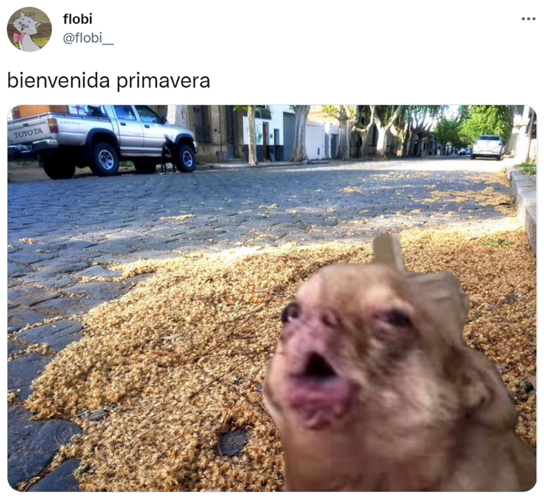 Los mejores memes por el Día de la Primavera y del Estudiante