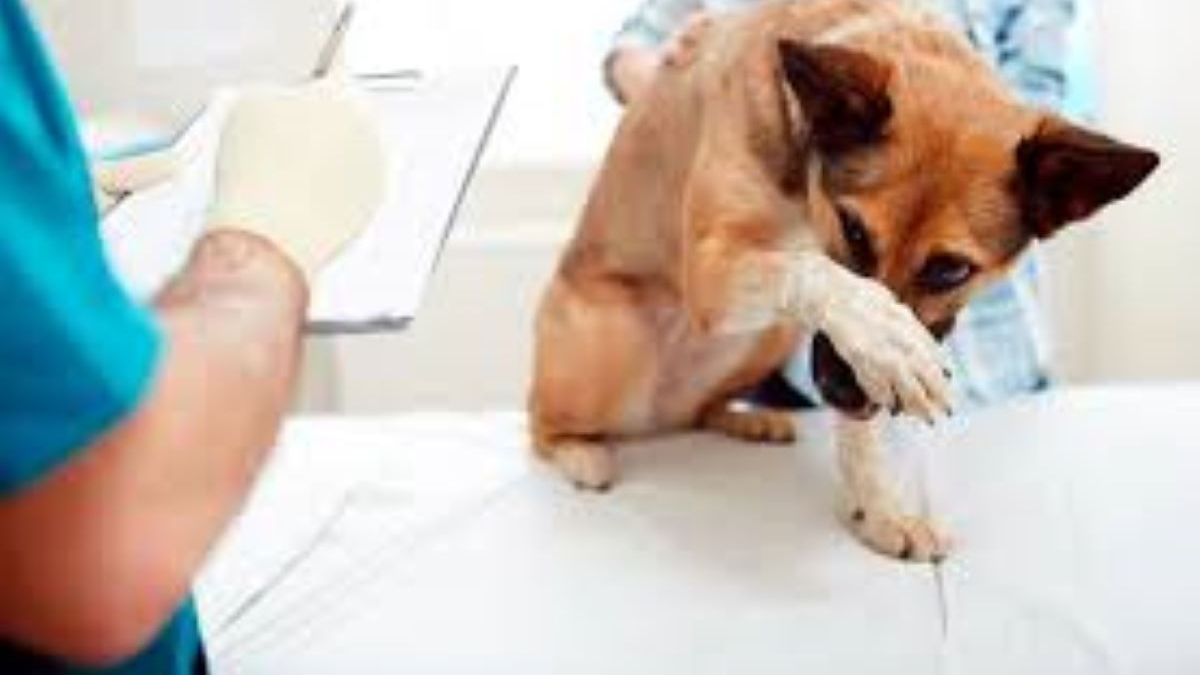 La importancia de la castración de las mascotas