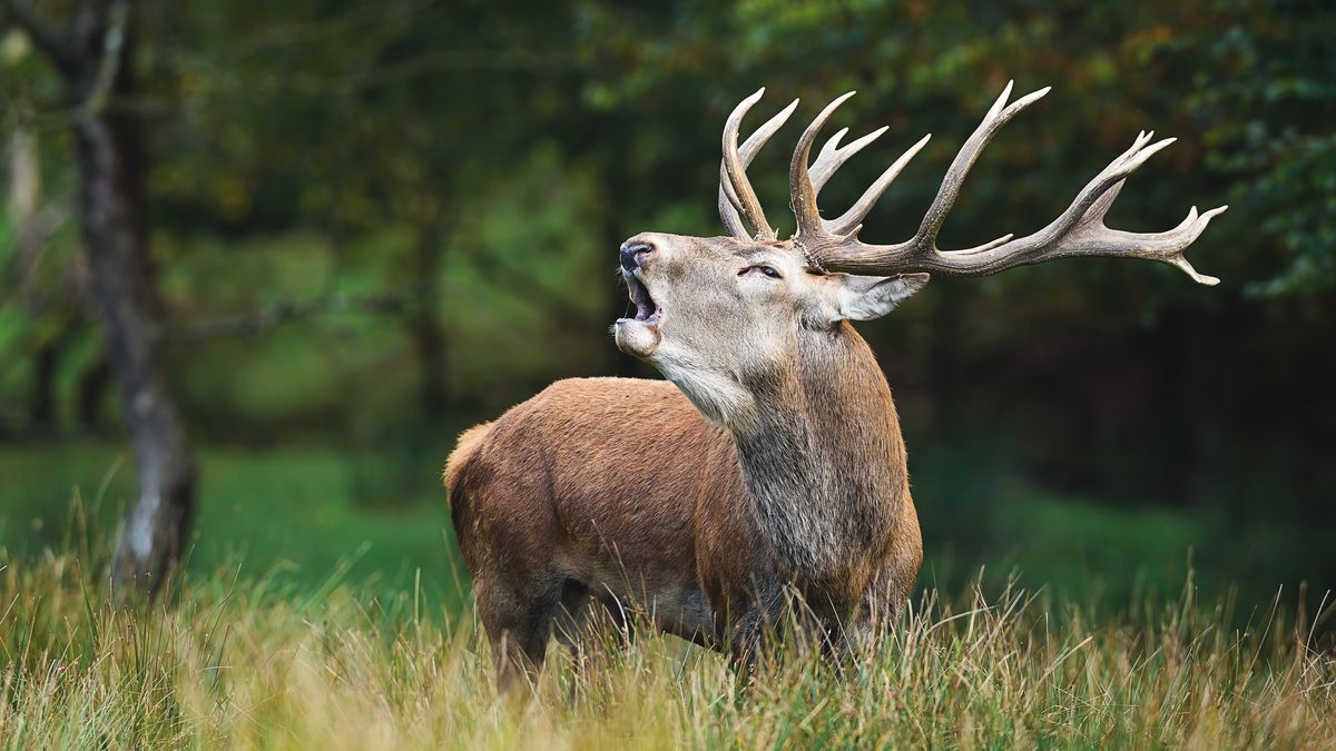 Qué significa soñar con un venado