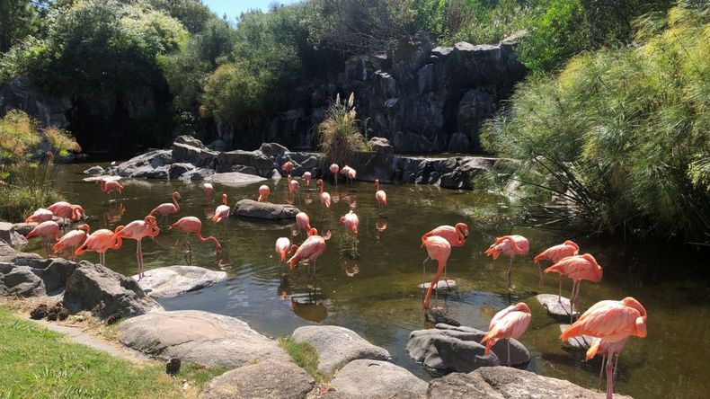 Escapadas de Buenos Aires: el bioparque con naturaleza y animales para ...