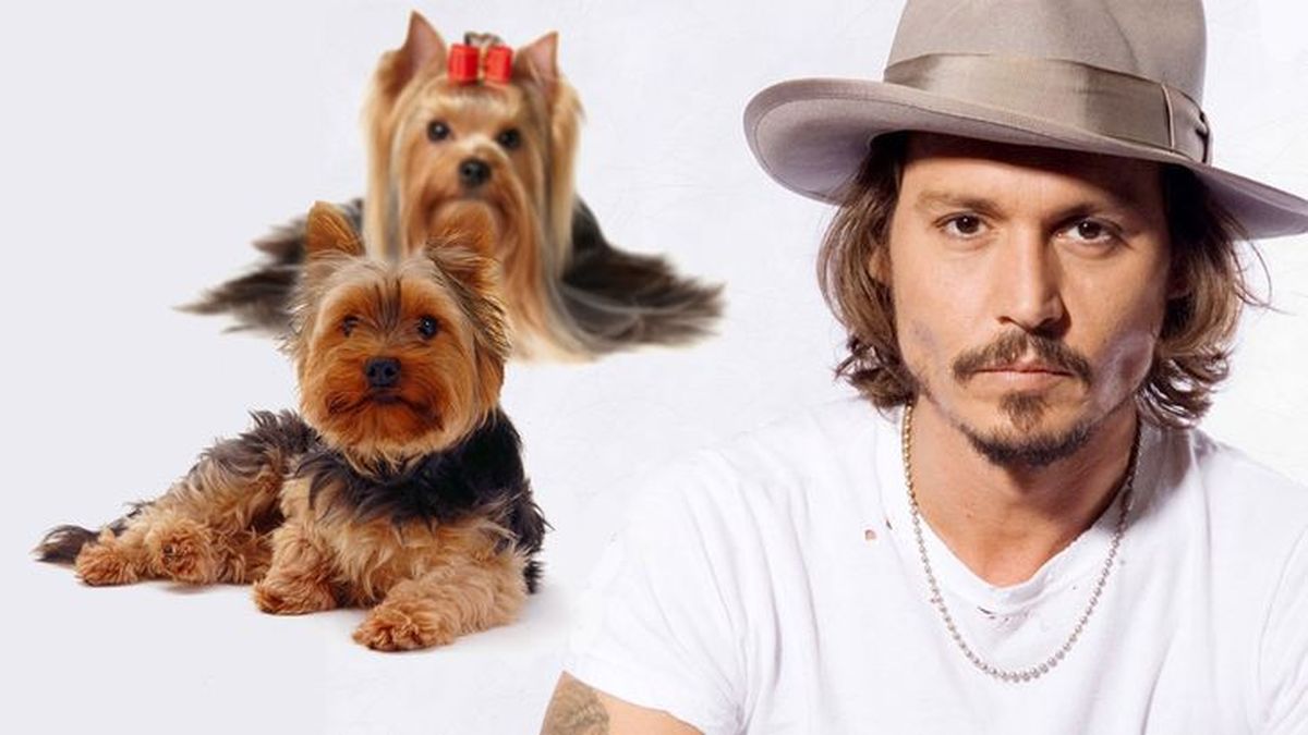 Johnny Deep, en problemas por sus perros: Si no se los lleva vamos a ...