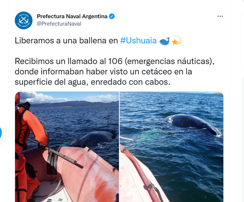 Liberaron a una ballena atrapada en Ushuaia