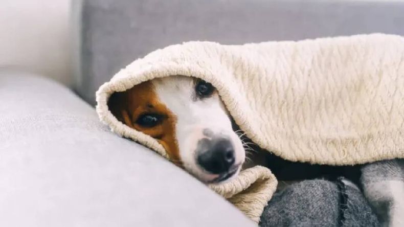 Estas son las señales de que tu perro está pasando frío y no debés ignorar