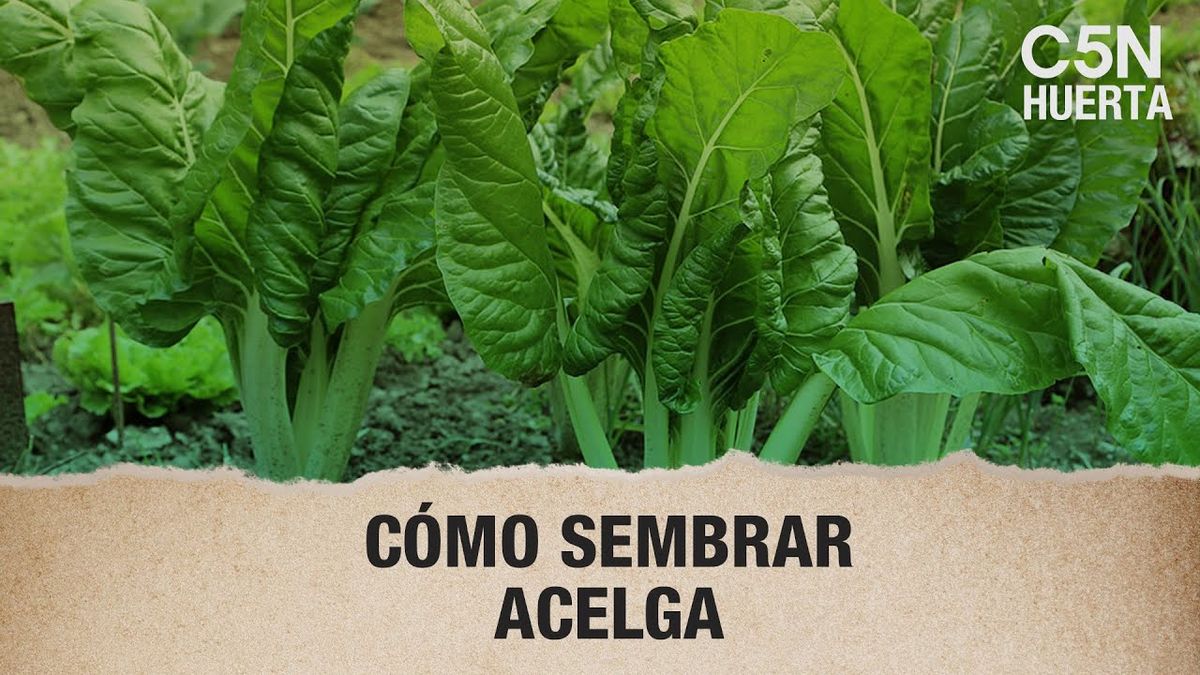 Claves para sembrar acelga en tu huerta