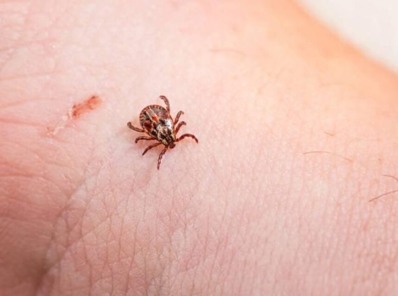 Cómo podés prevenir las pulgas en tus mascotas y qué hacer ante una ...