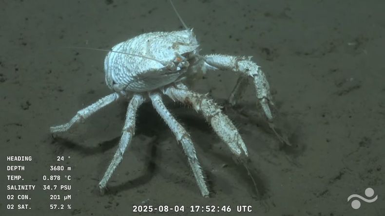 Video: los mejores momentos del streaming del Conicet desde el fondo ...