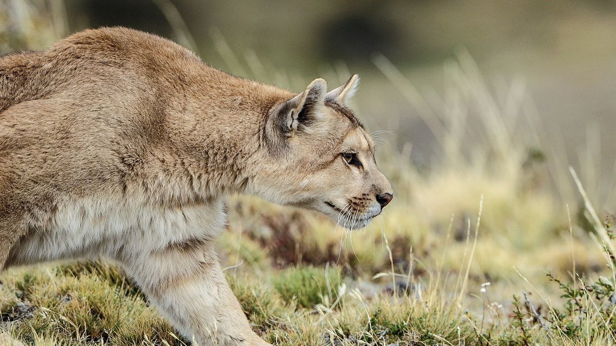 Video: alerta en un country de Hudson por la presencia de un puma