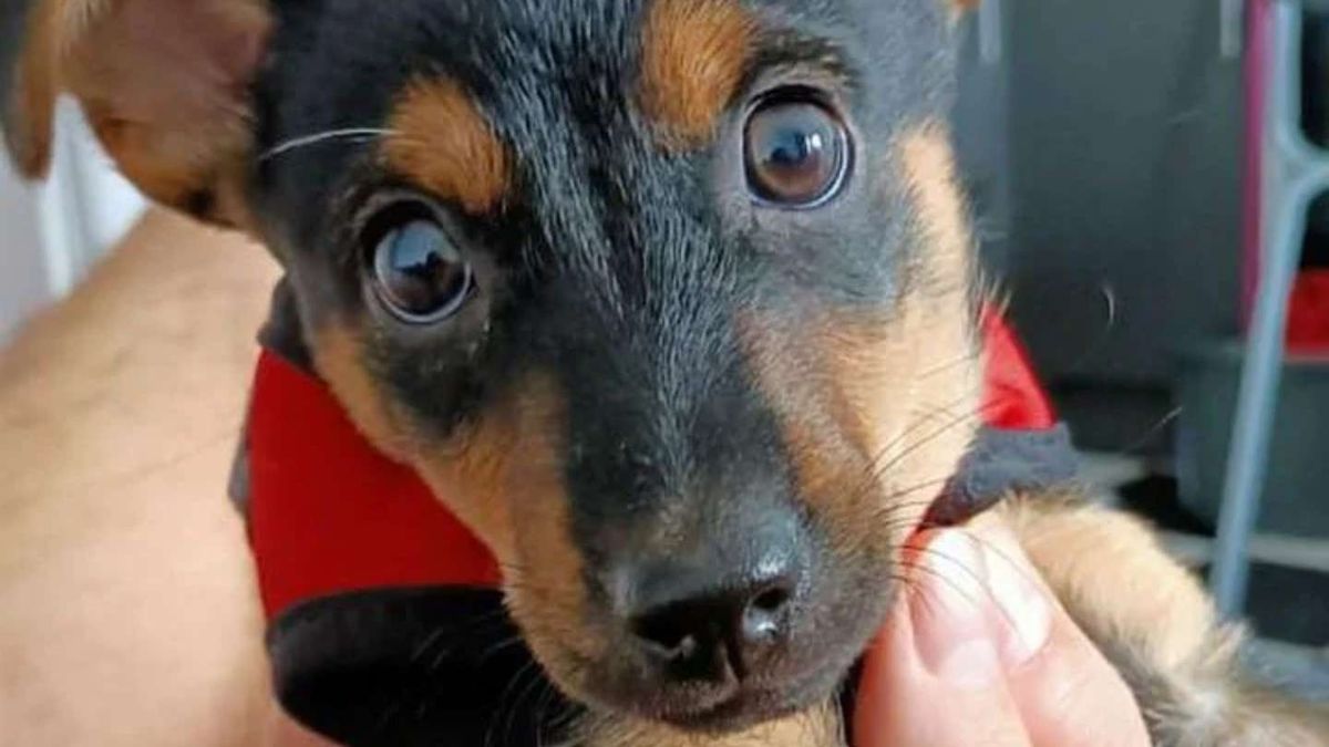 El perro Coco se reencontró con su dueño en Ezeiza, mientras cumple la ...