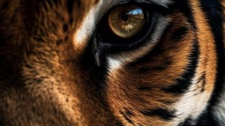 Cuál es el poderoso ritual del ojo de tigre que atrae la abundancia en ...