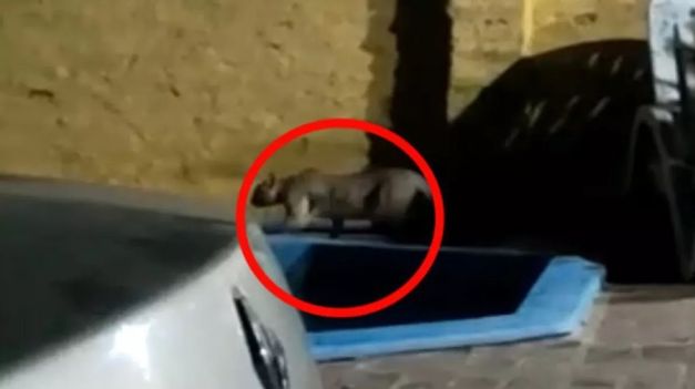 Video: alerta por un puma suelto en Longchamps