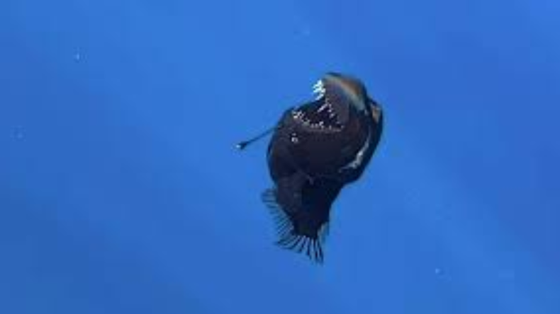 ¿Fuimos engañados? Divulgaron el tamaño real del Pez Diablo que se ...