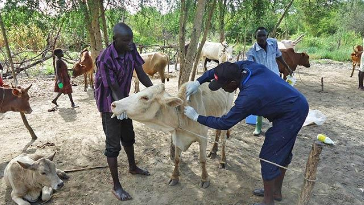 La OMS alertó sobre un riesgo alto de la expansión del brote de ántrax ...