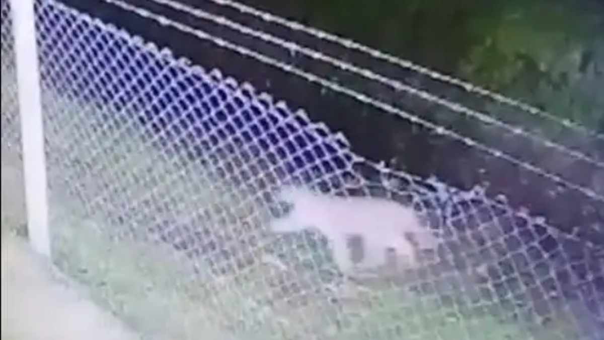 Alerta por un puma suelto en la costa atlántica: recomendaron a los ...