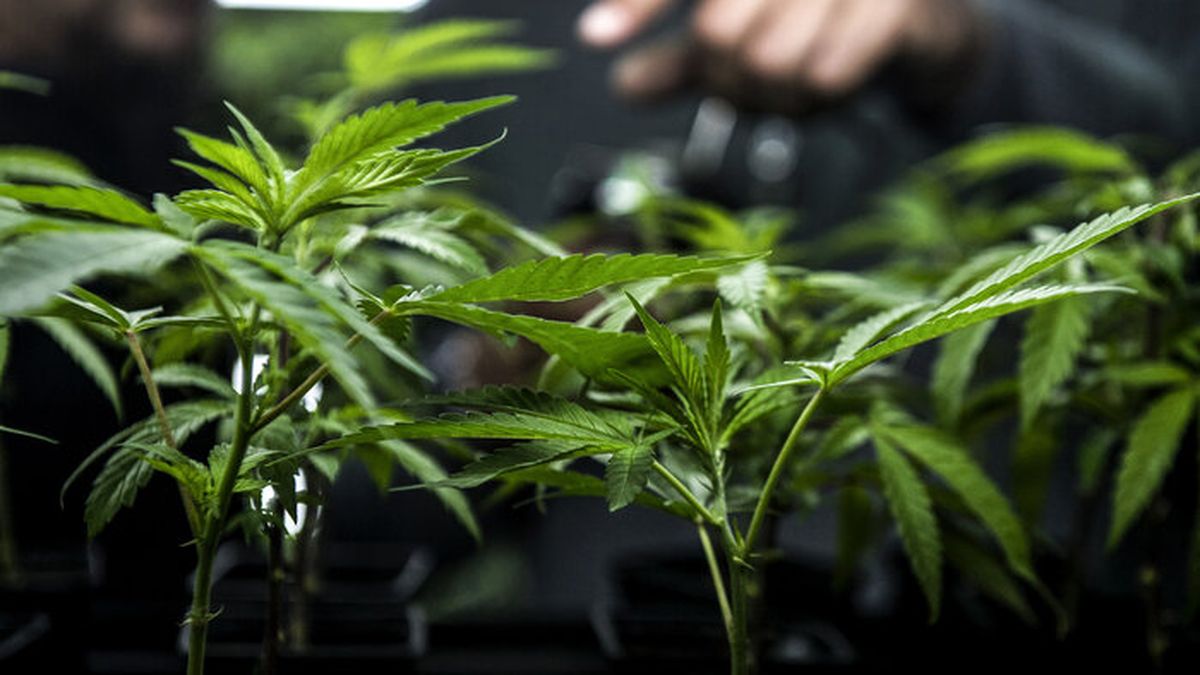 Reinscripción al Reprocann: activistas advierten que Bullrich está ...