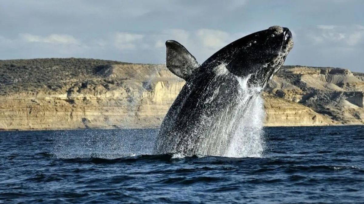 Cuánto sale el avistaje de ballenas en Puerto Madryn en agosto 2024