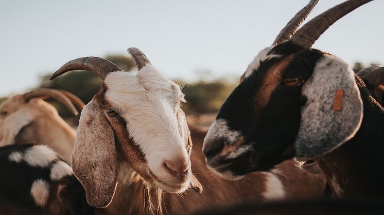 Los beneficios del consumo de la leche caprina