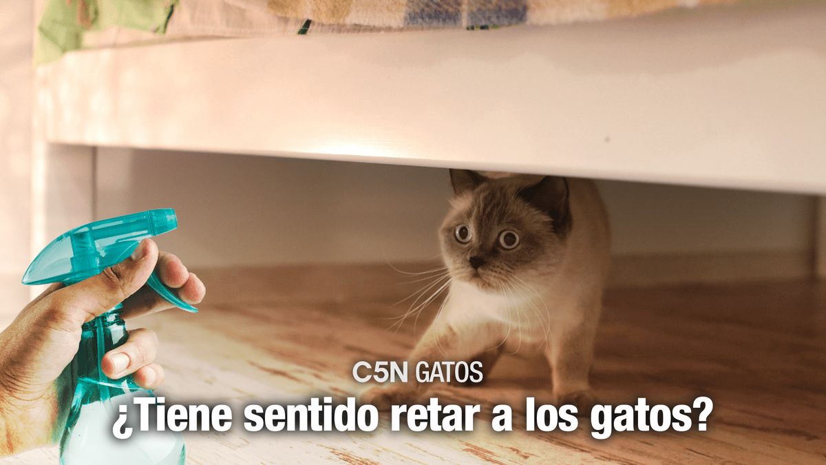 ¿Tiene sentido retar a los gatos?