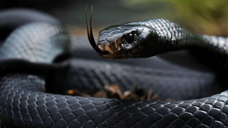 Qué significa que aparezcan serpientes en tu casa