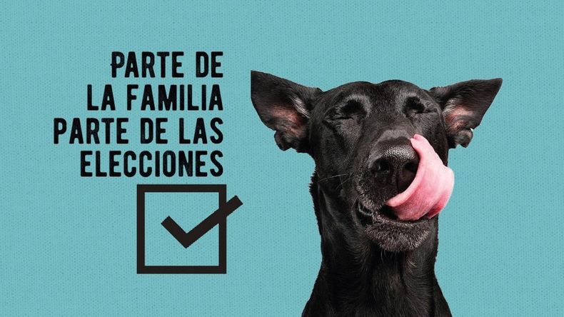 Lanzaron una campaña para que las mascotas puedan votar en estas elecciones