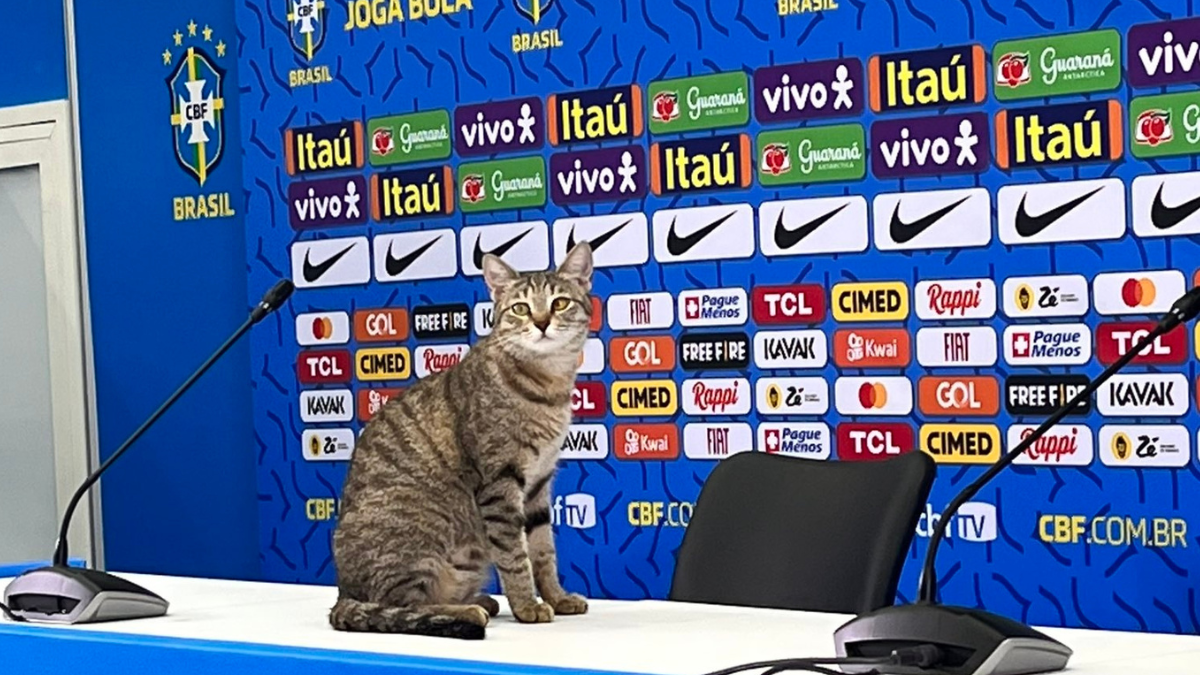 Brasil adoptó el gato que se metió en la conferencia y chicaneó a todos ...