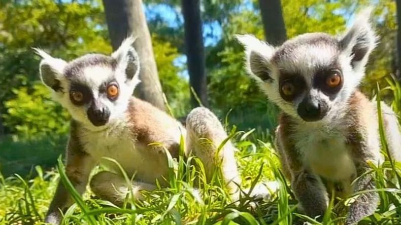 De zoológico a bioparque: cómo es la historia de Temaikén y qué cambios ...
