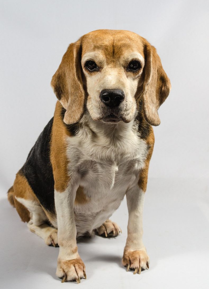 Cuál es la raza de perro más amorosa según la inteligencia artificial