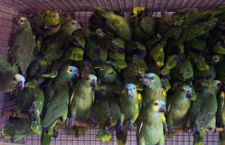 Alerta: qué es la psitacosis o gripe del loro, la enfermedad que ...