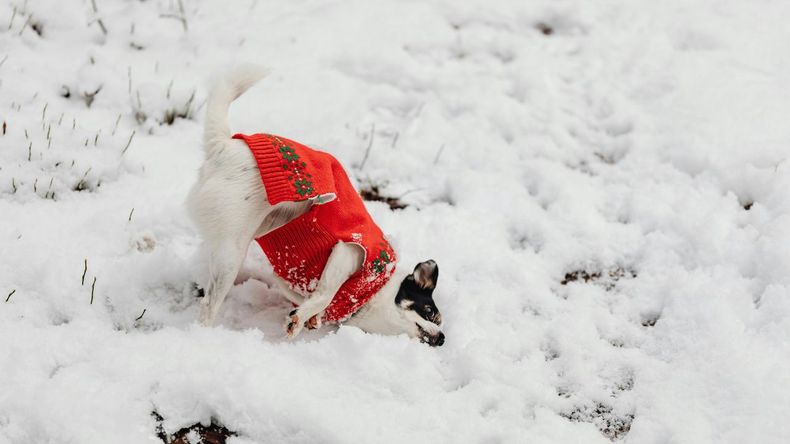 Qué síntomas indican que a tu perro le está afectando mucho el frío y ...