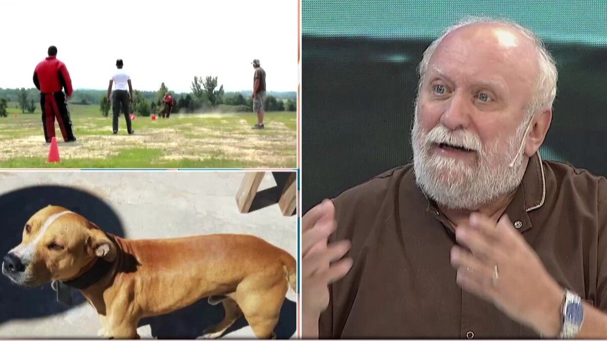 La opinión del doctor Romero sobre el incidente del pitbull y la beba ...