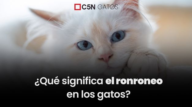 ¿Qué significa el ronroneo en los gatos?