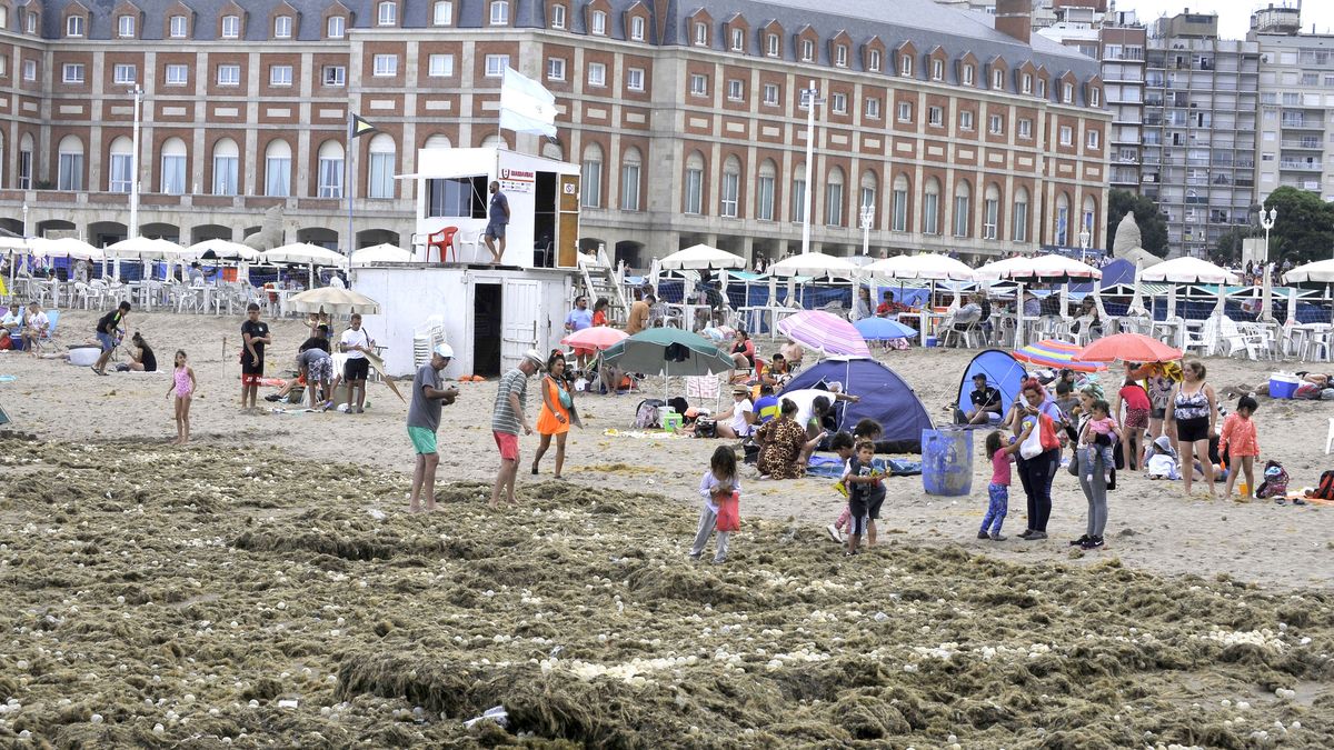 Las playas céntricas de Mar del Plata fueron invadidas por algas y ...
