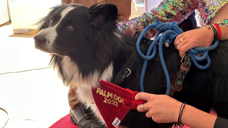 Conocé a Messi, el perro que ganó a mejor actor canino en el Festival ...