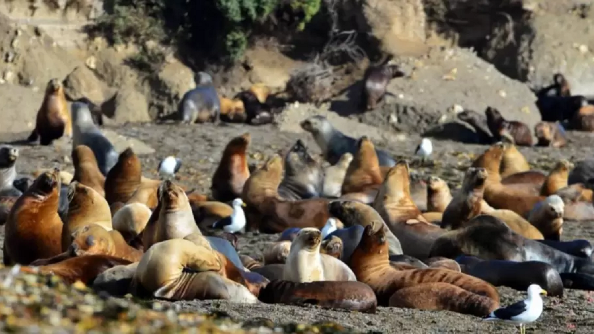 Alerta: aparecieron decenas de lobos marinos muertos por gripe aviar en ...
