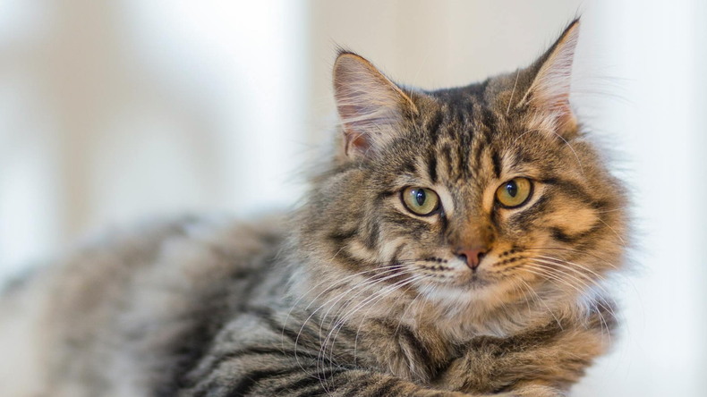 Cuáles son los nombres más lindos para ponerle a tu gato según la ...