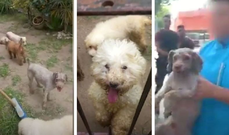 Allanaron en Liniers un nuevo criadero ilegal de perros