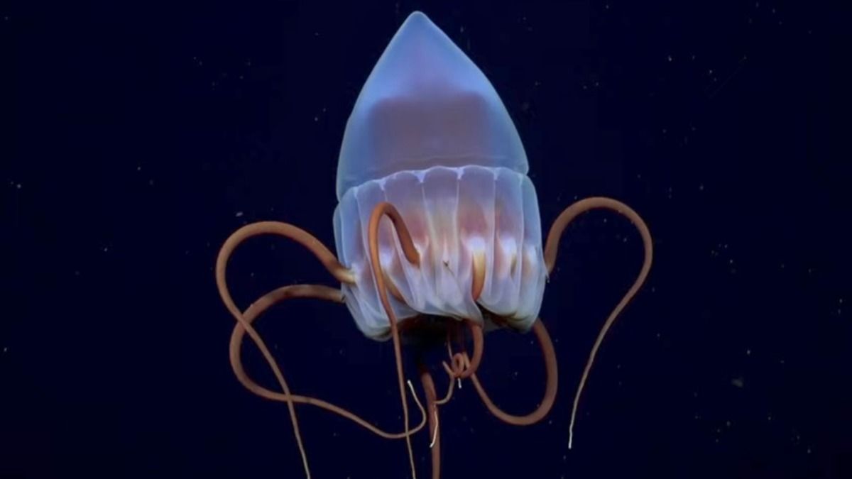 Dónde ver en vivo la transmisión del Conicet desde Mar del Plata