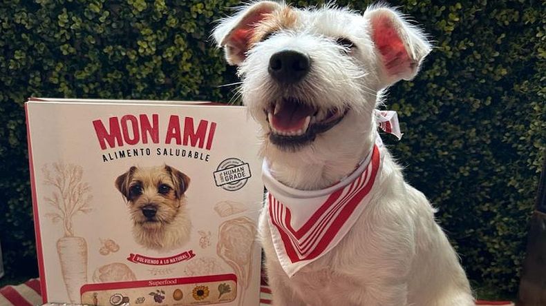 Impulsan un pedido para que la ley reconozca a las mascotas como parte ...