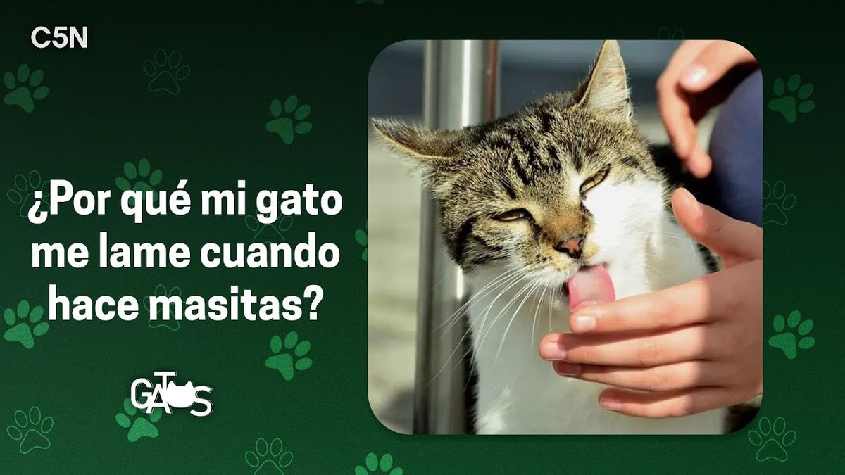 ¿Por qué mi gato me lame cuando hace masitas?